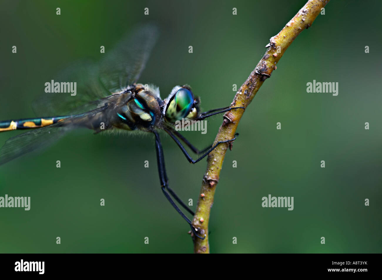 Dragonfly Close up photograph Stock Photo - Alamy
