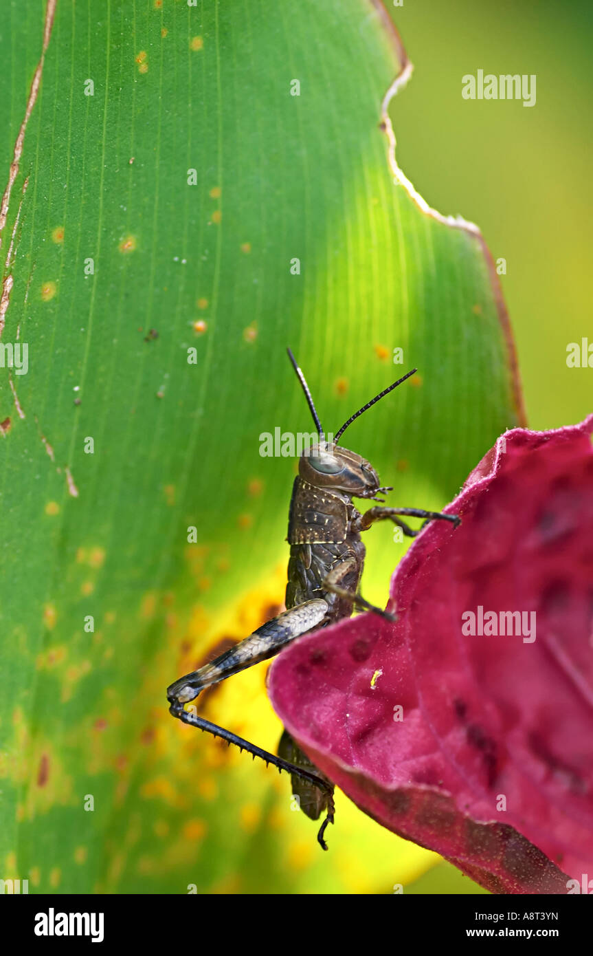 Grasshoppers are a group of insects belonging to the suborder Caelifera ...