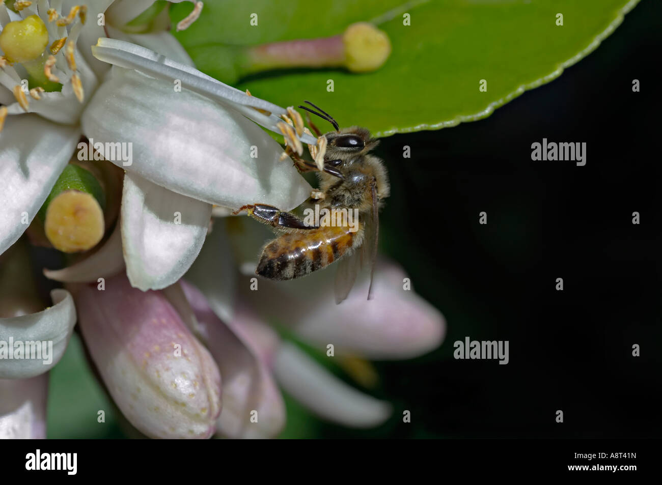 European or commercial honey bee collecting nectar from lemon tree ...
