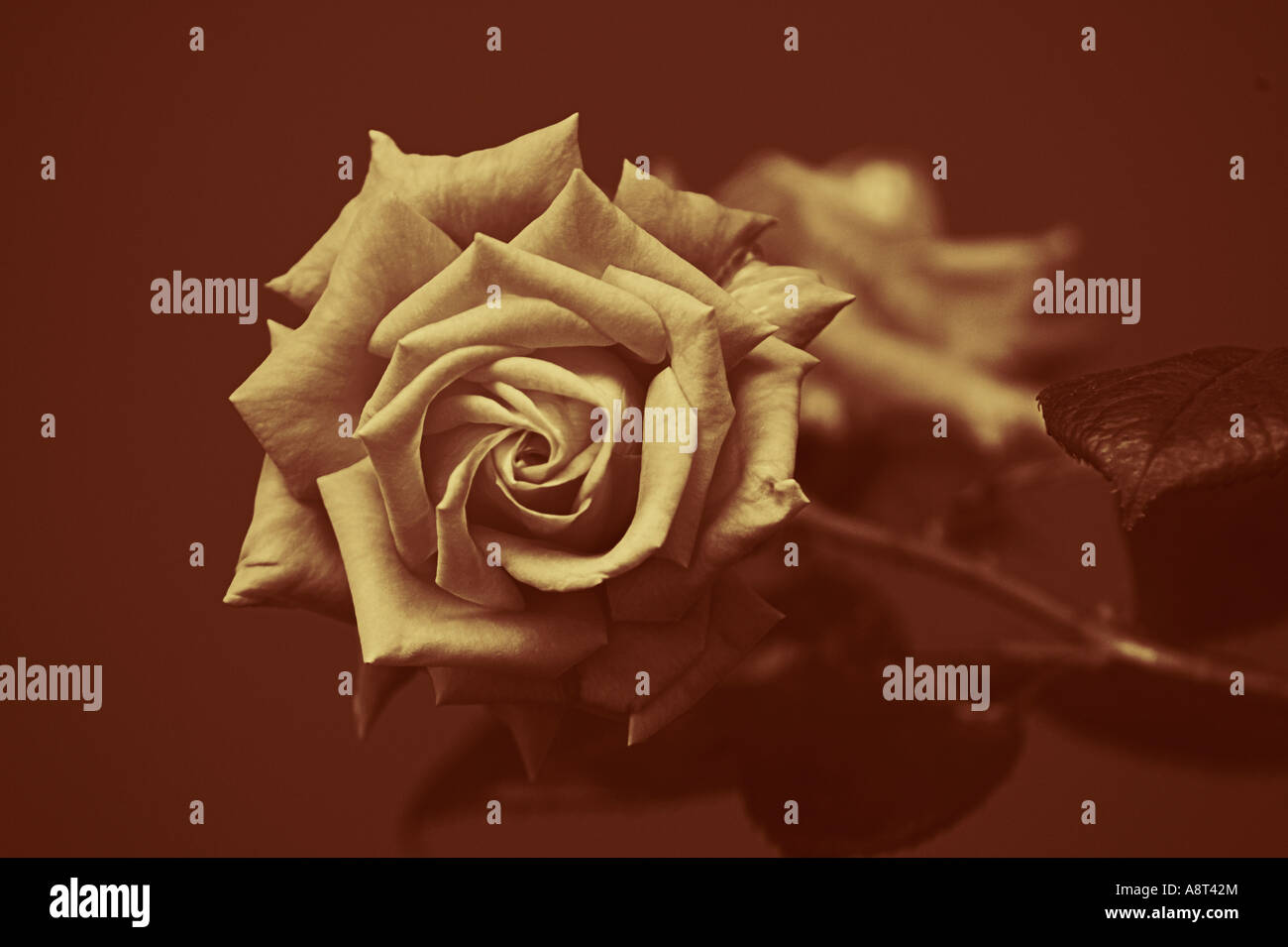 Subtle tone hi-res stock photography and images - Alamy