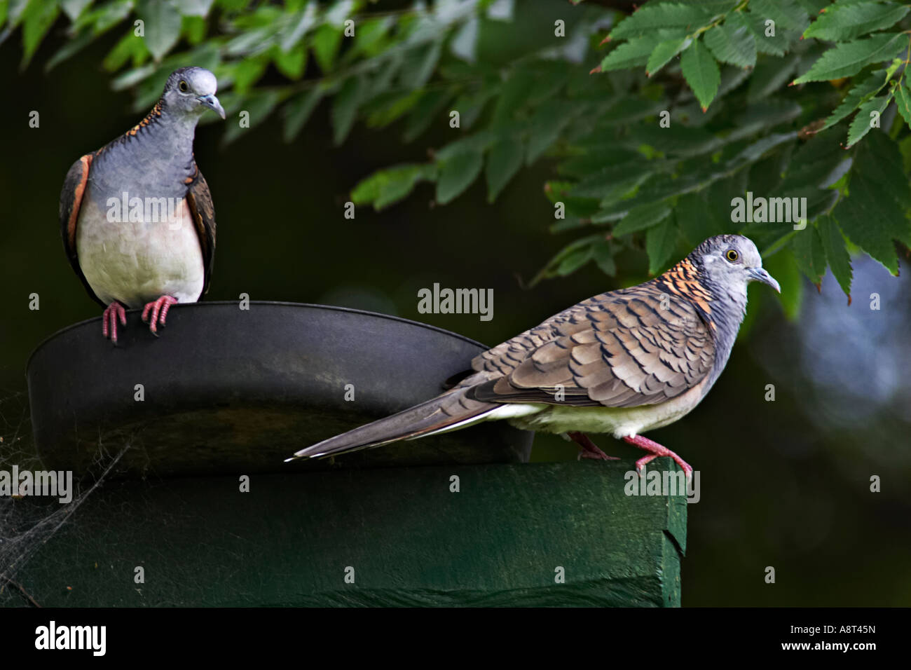 Australian doves hi-res stock photography and images - Alamy