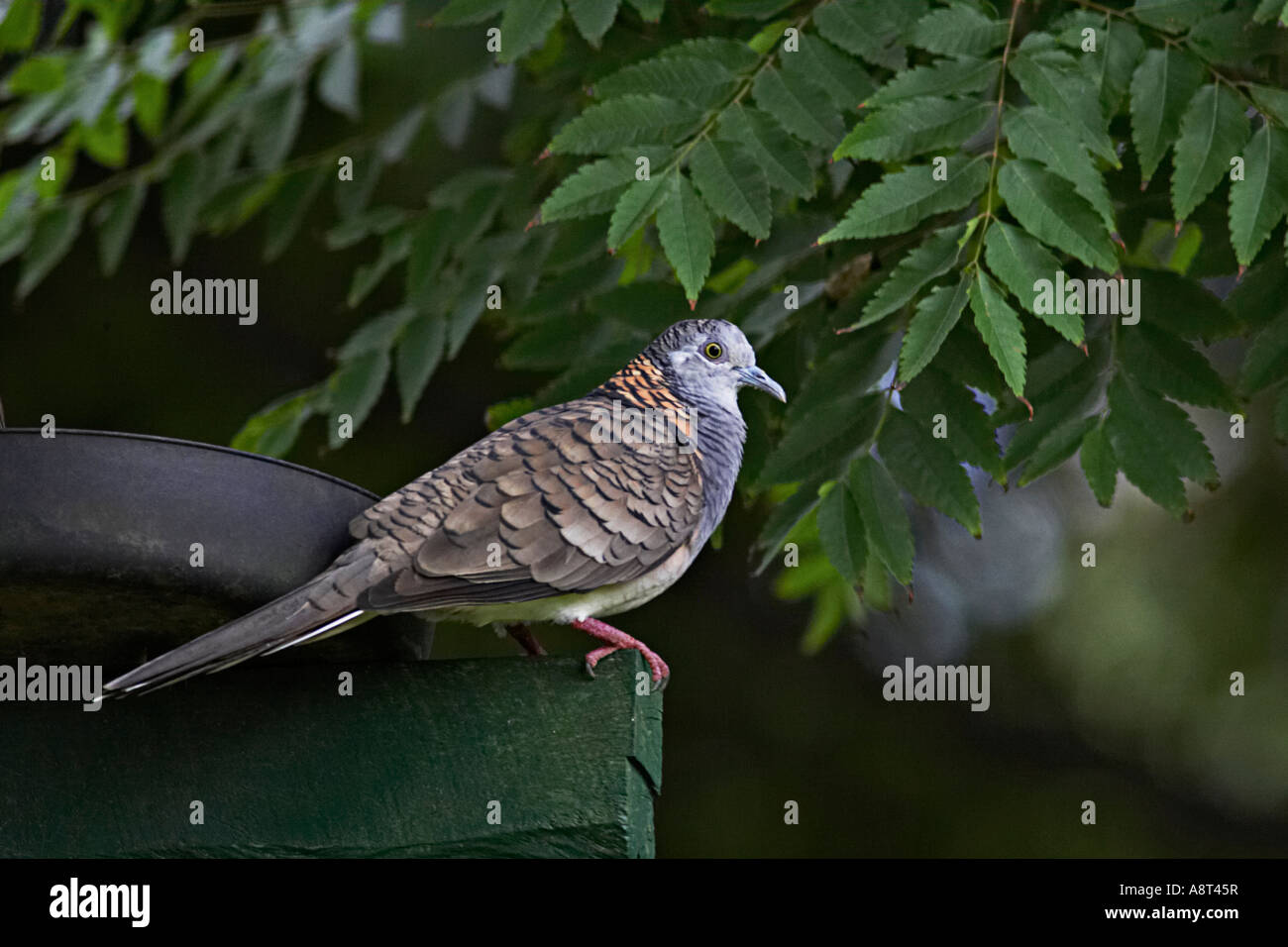 Bar Shouldered Dove Geopelia humeralis Stock Photo - Alamy