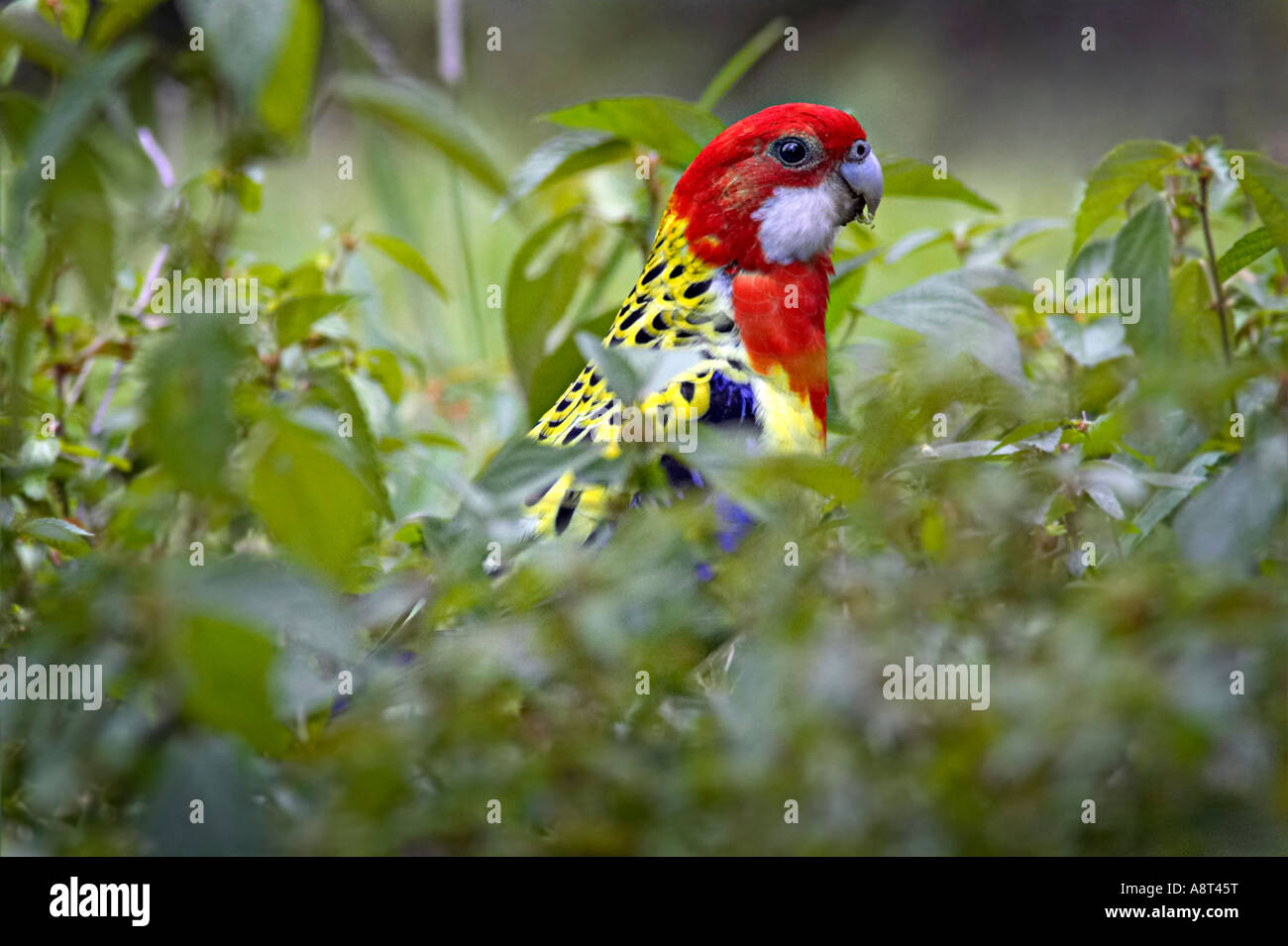 White cheeked rosella hi-res stock photography and images - Alamy