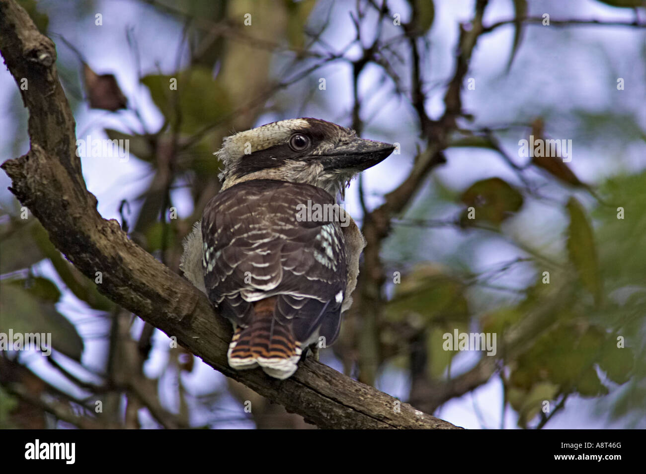 Laughing Kookaburra Dacelo novaeguineae Stock Photo - Alamy