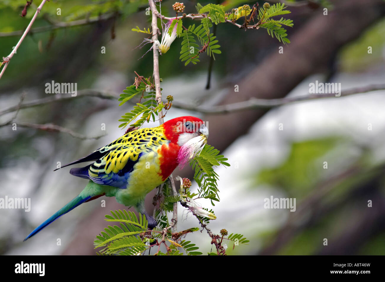 White cheeked rosellas hi-res stock photography and images - Alamy