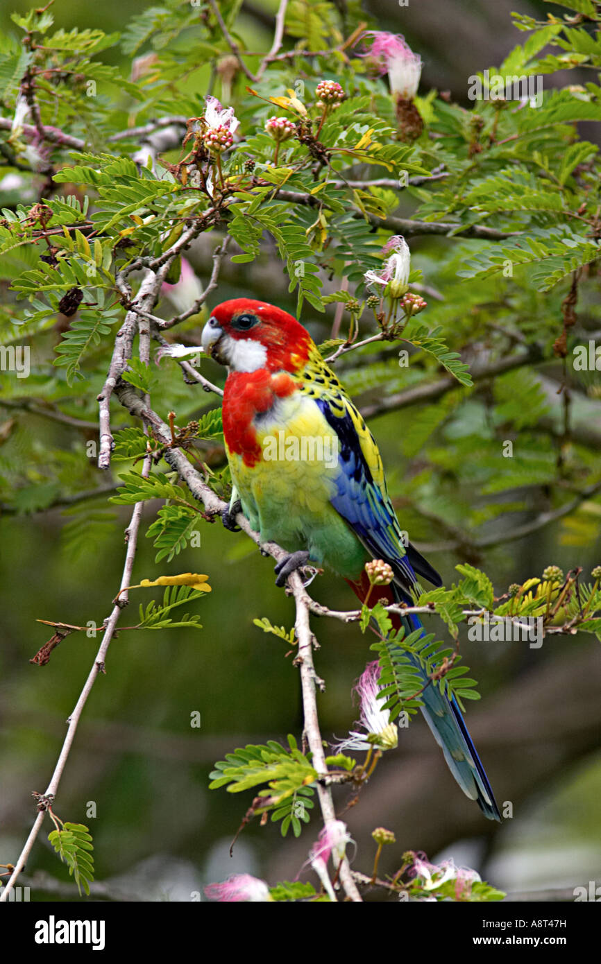 Eastern Rosellas Platycercus eximius Stock Photo - Alamy