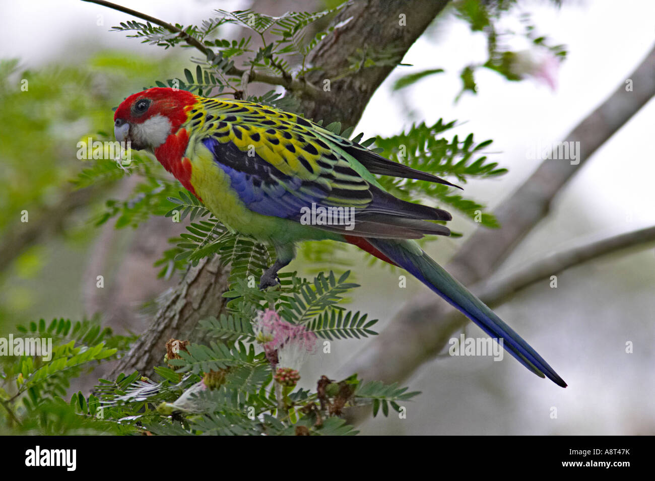 Eastern Rosellas Platycercus eximius Stock Photo - Alamy