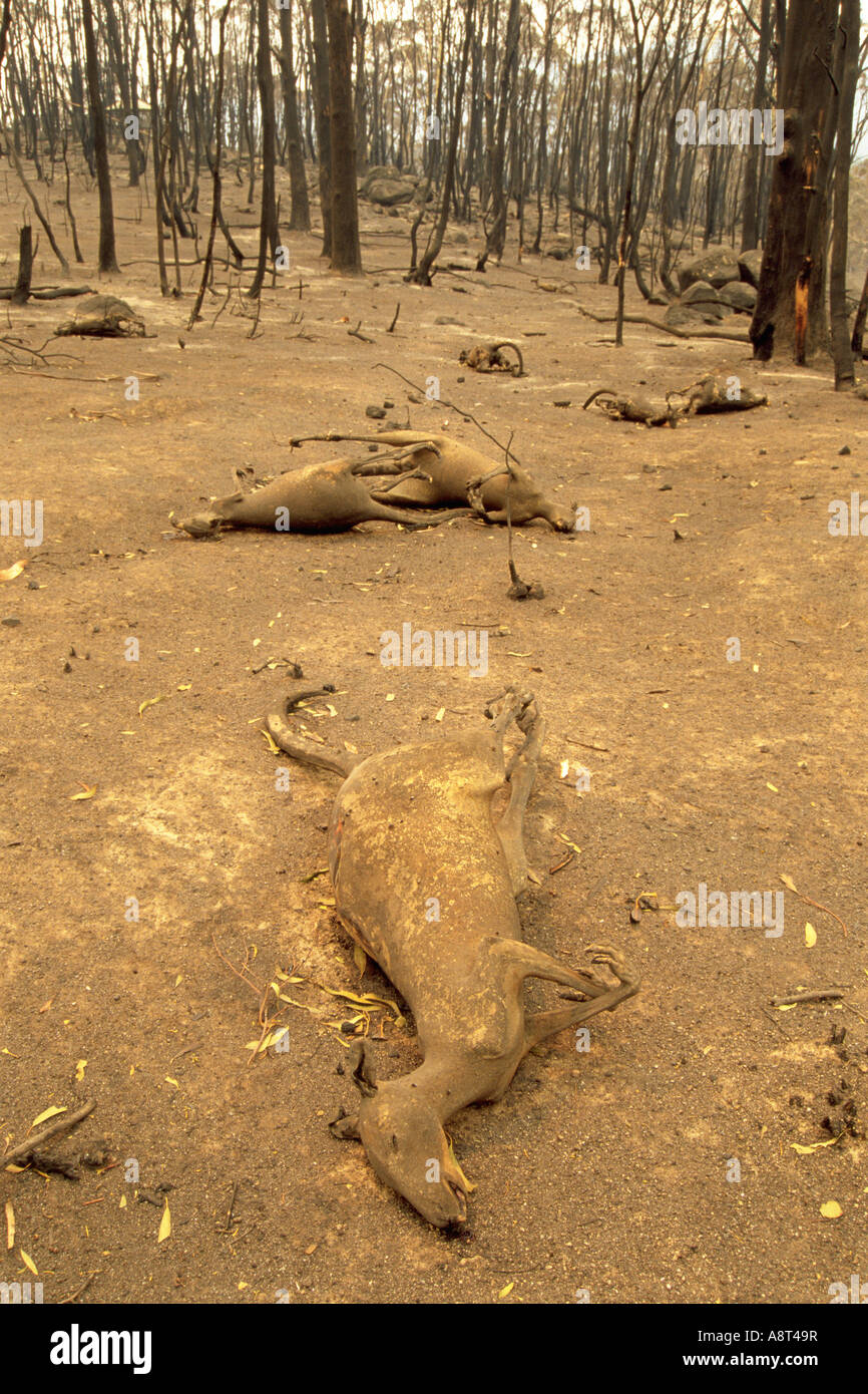 Dead kangaroos lying on the ground after fire Stock Photo - Alamy