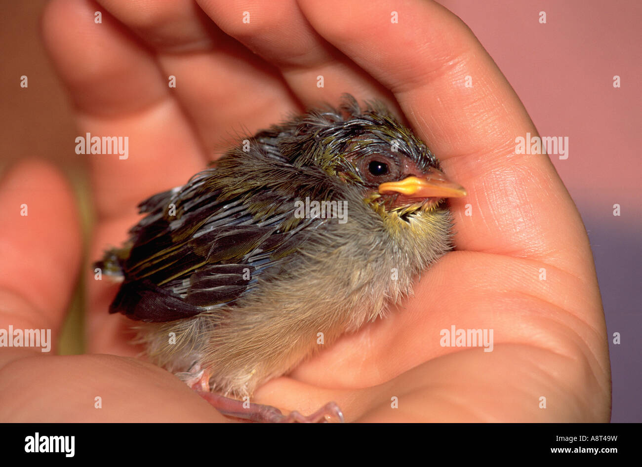 A bird in the hand Stock Photo - Alamy