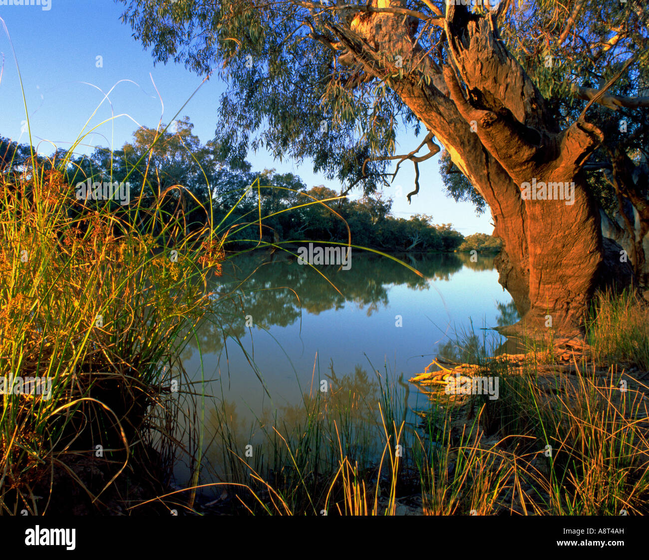 River camp on the Paroo River, Queensland, Australia Stock Photo - Alamy