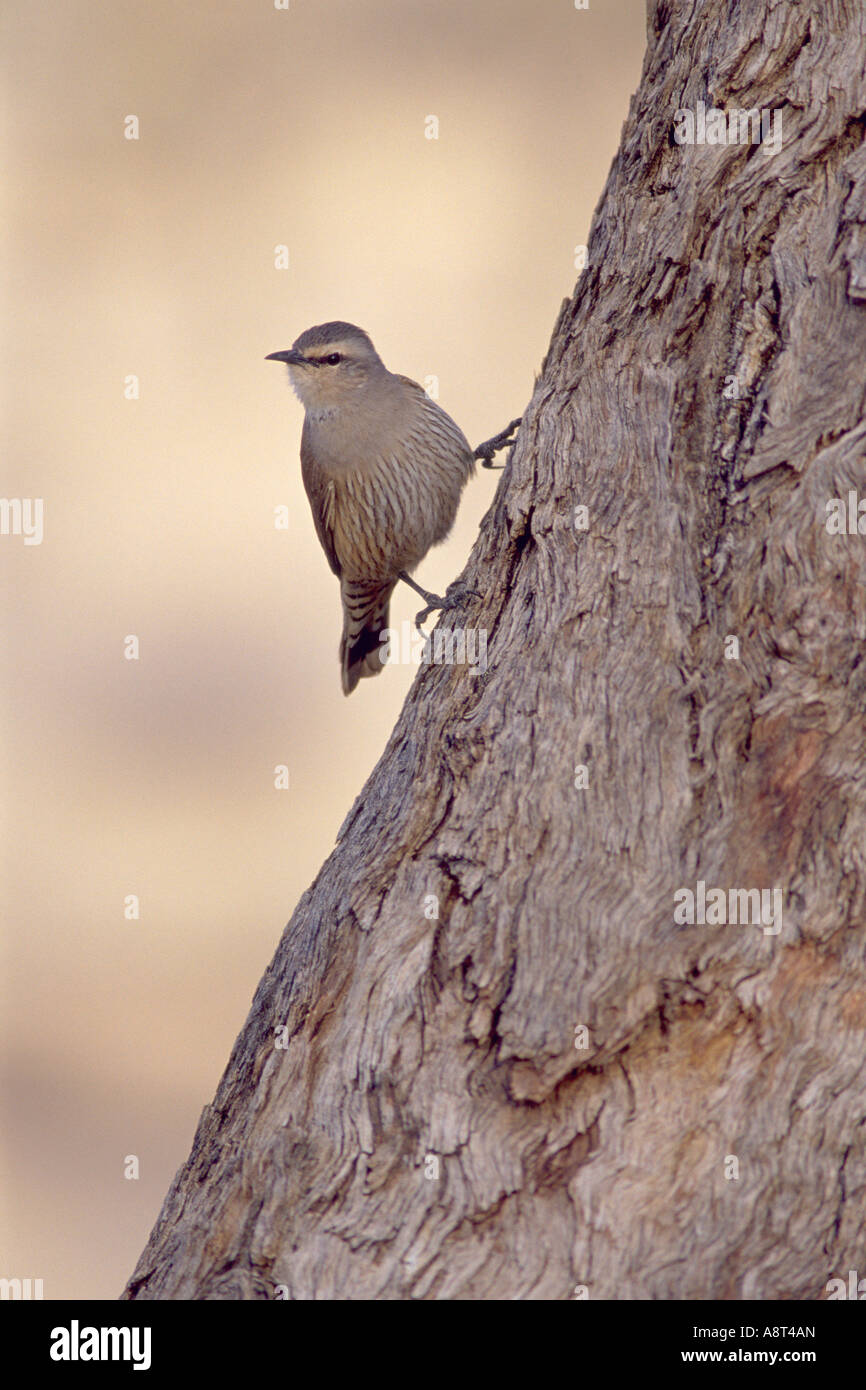 White-browed treecreeper on eucalypt trunk Stock Photo - Alamy