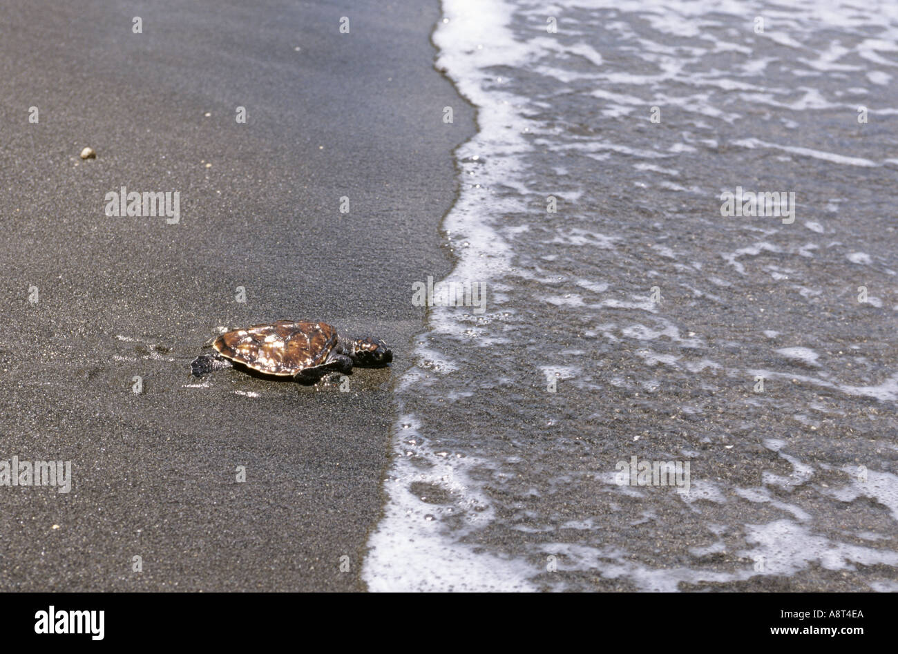 Baby turtle release Bali Indonesia Stock Photo - Alamy
