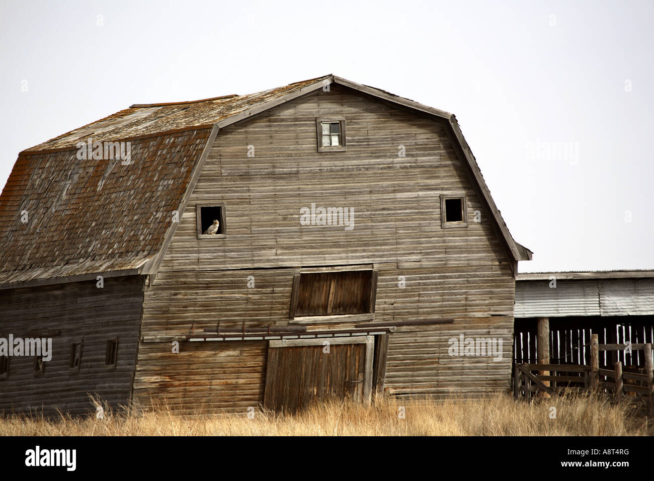 Old weathered barn in Saskatchewan Stock Photo - Alamy