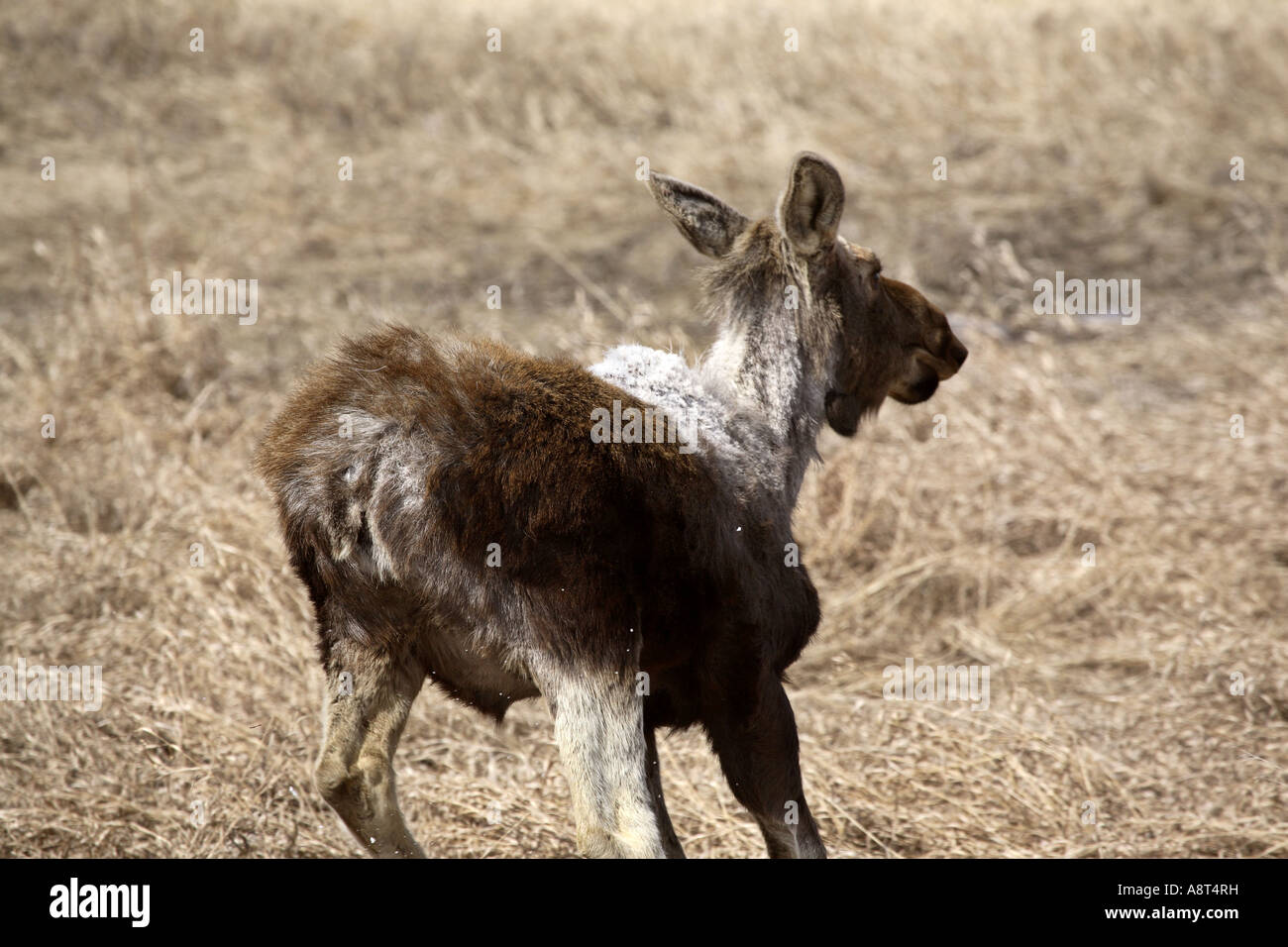 Horizontal image wild moose calf hi-res stock photography and images ...