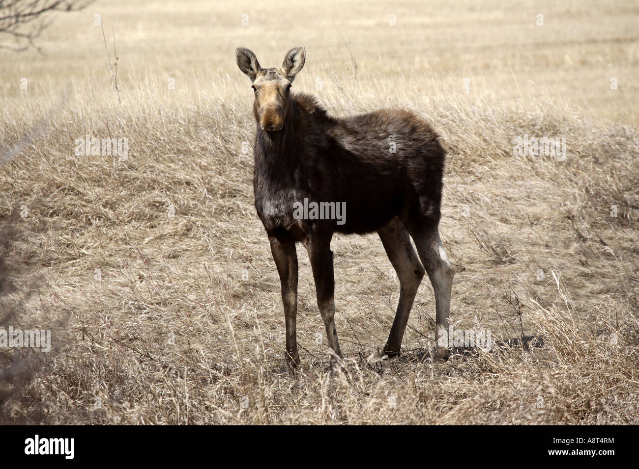 Cow moose in a Saskatchewan field Stock Photo - Alamy