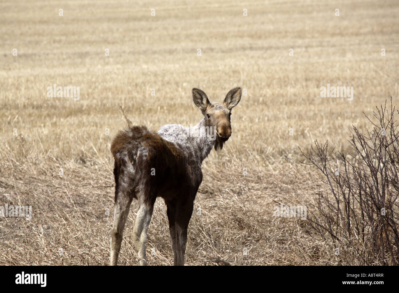 Horizontal image wild moose calf hi-res stock photography and images ...