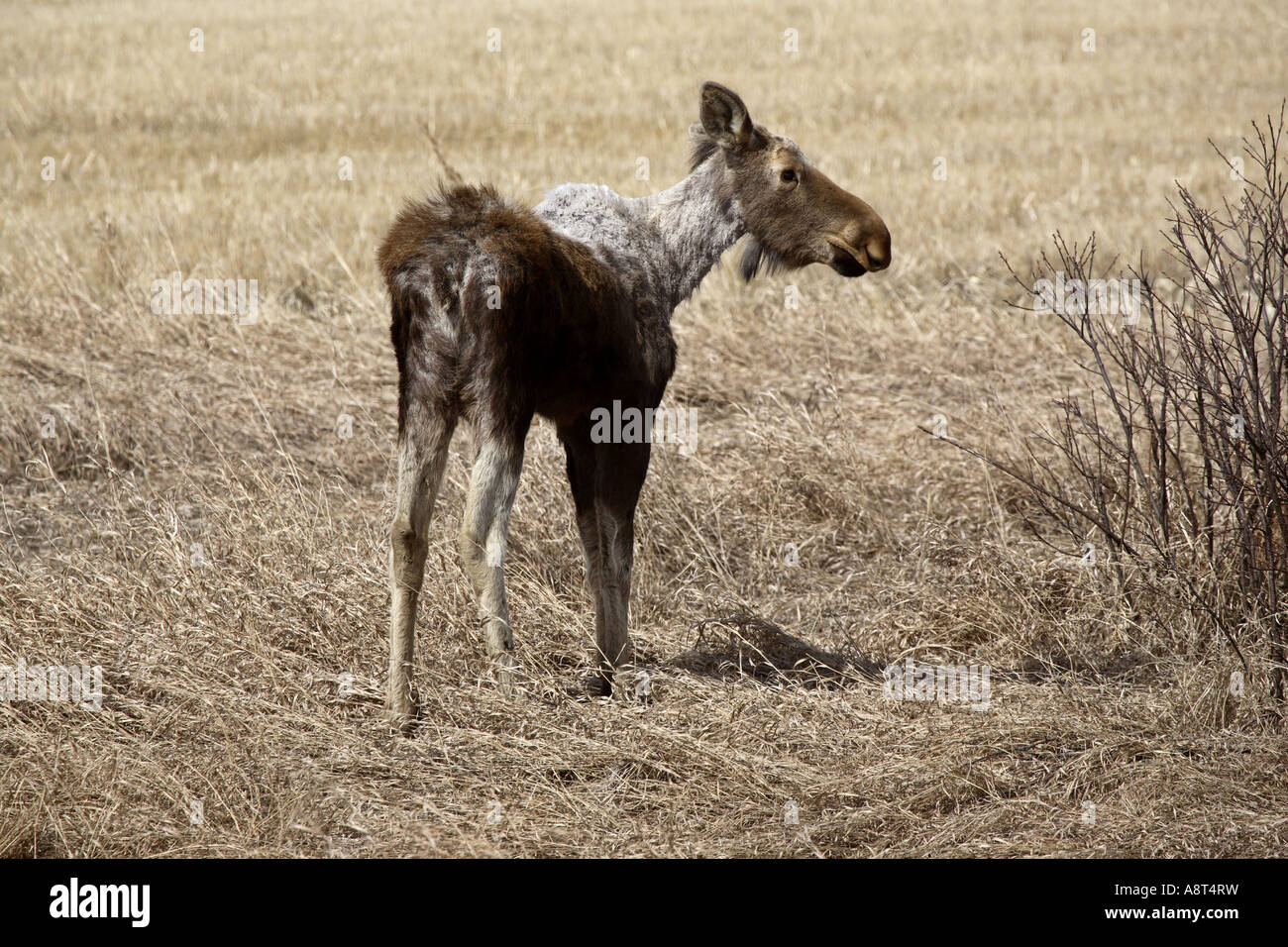 Odd colored moose calf in Saskatchewan Stock Photo - Alamy