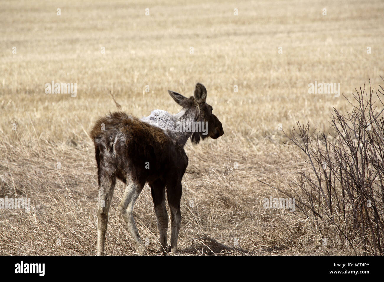 Odd colored moose calf in Saskatchewan Stock Photo - Alamy
