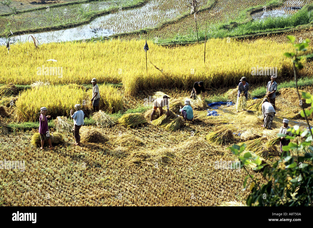Mountain farm workers Nepal Stock Photo - Alamy