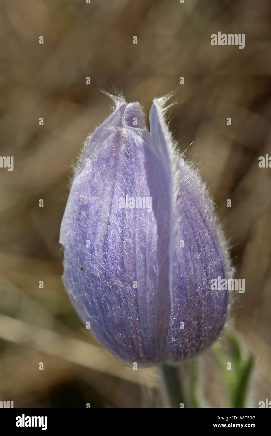 A Prairie Crocus in scenic Saskatchewan Stock Photo - Alamy