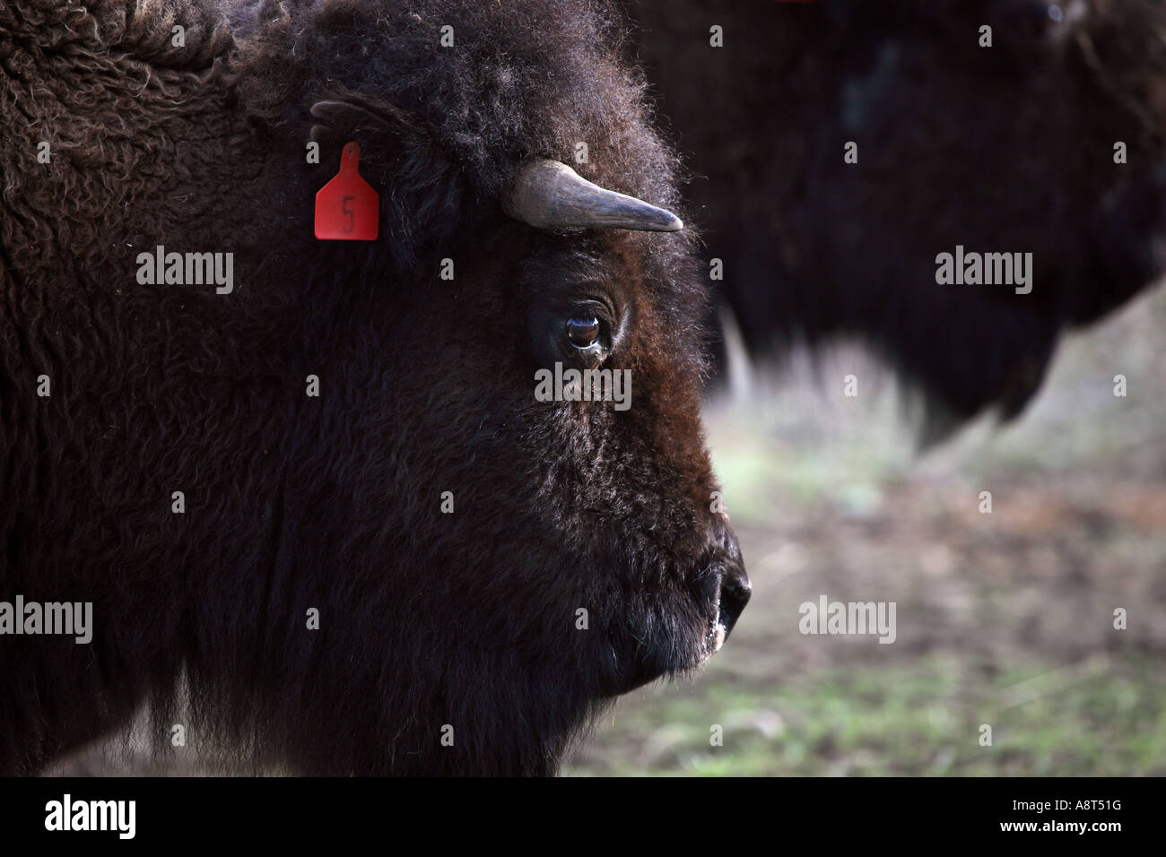 Buffalo pound provincial park hi-res stock photography and images - Alamy