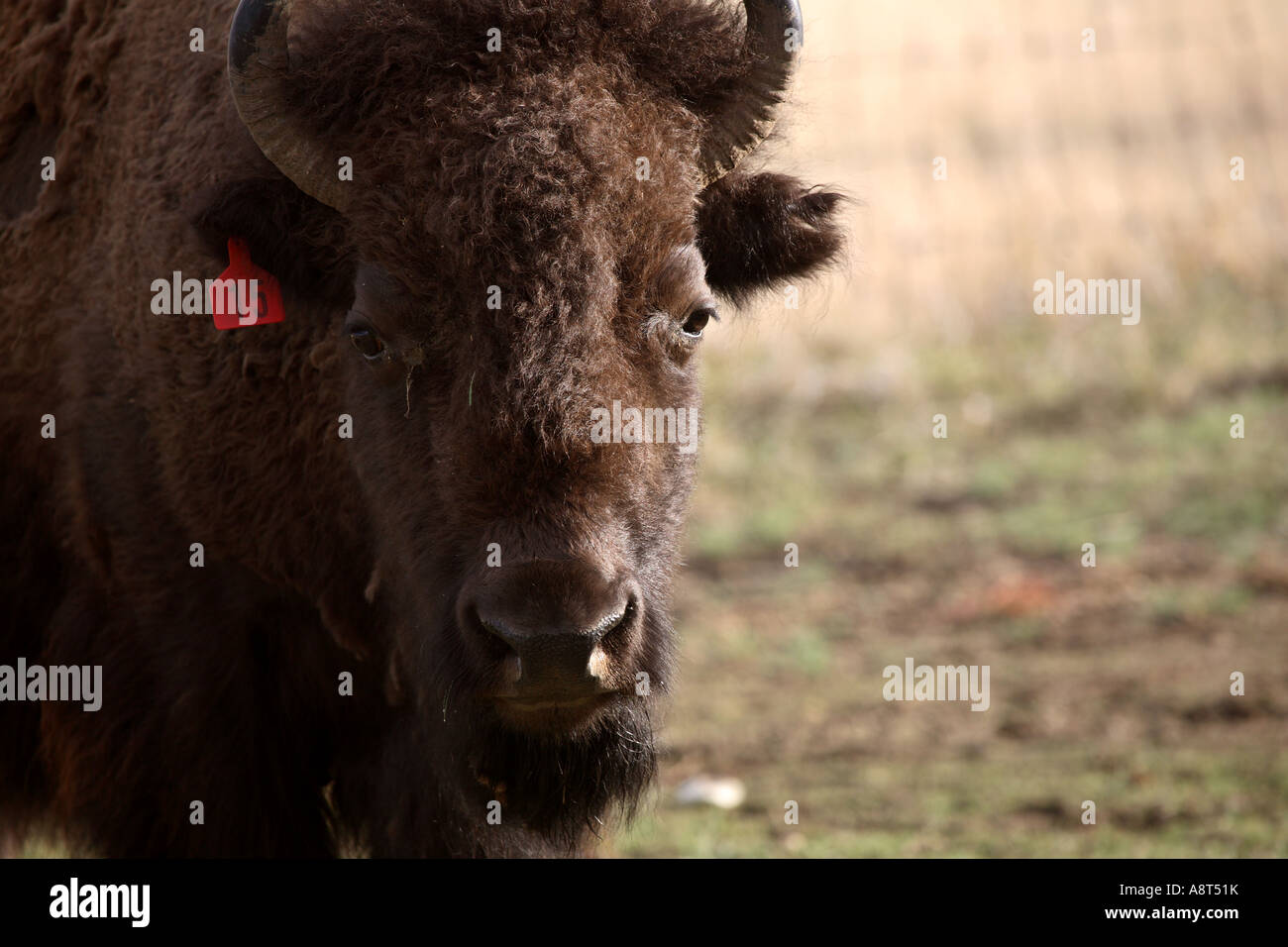A bison at Buffalo Pound Provincial Park in Saskatchewan Stock Photo ...