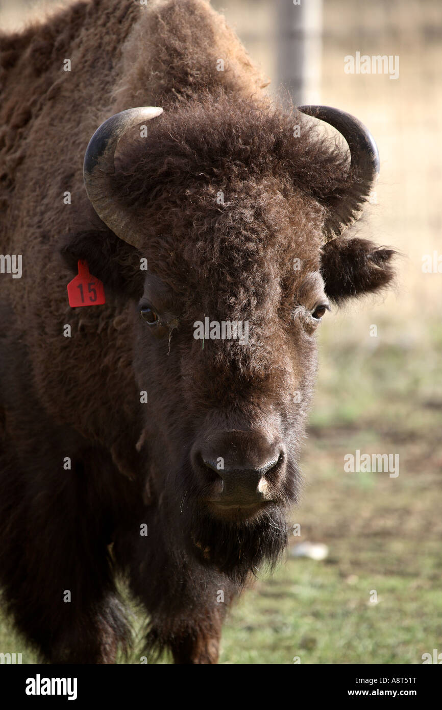 A bison at Buffalo Pound Provincial Park in Saskatchewan Stock Photo ...