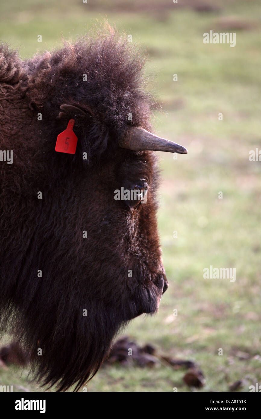 A grazing bison at Buffalo Pound Provincial Park in Saskatchewan Stock ...