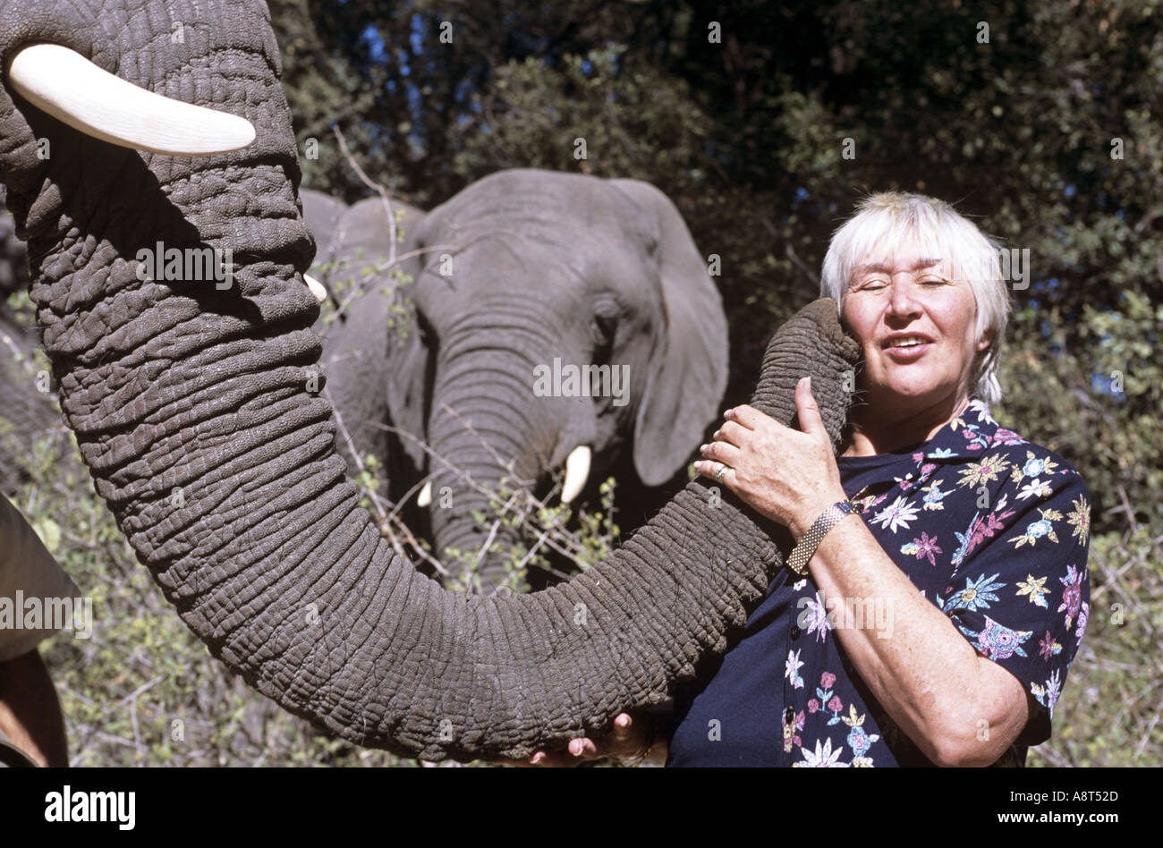Cuddling an elephant trunk Okavango Delta Botswana Stock Photo - Alamy