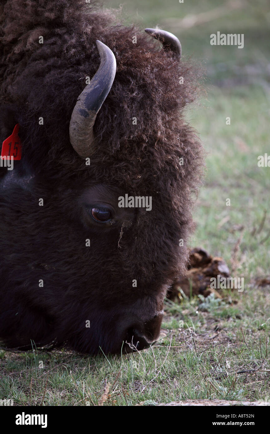Buffalo pound provincial park hi-res stock photography and images - Alamy