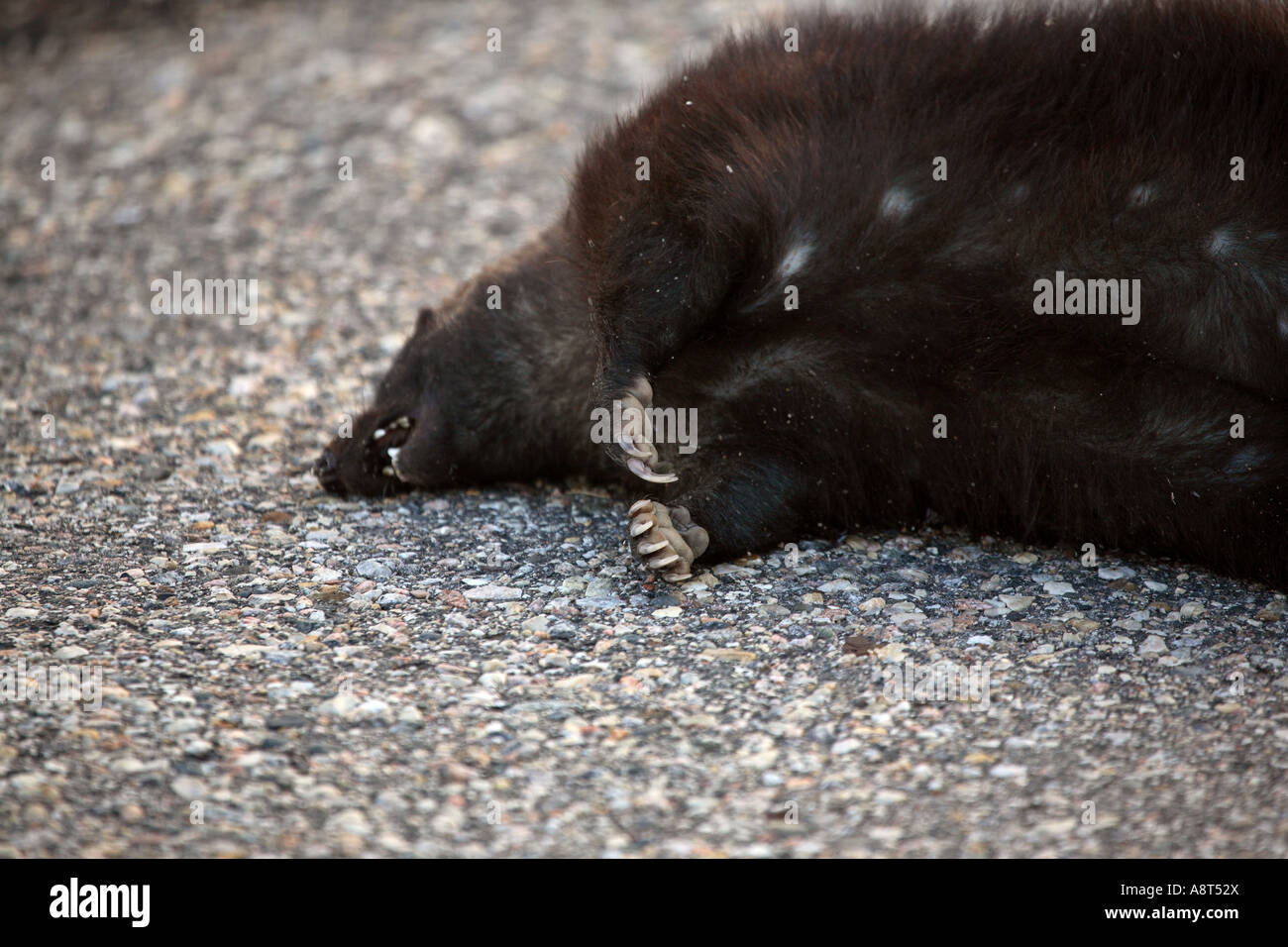 Road kill on a Saskatchewan country road Stock Photo - Alamy