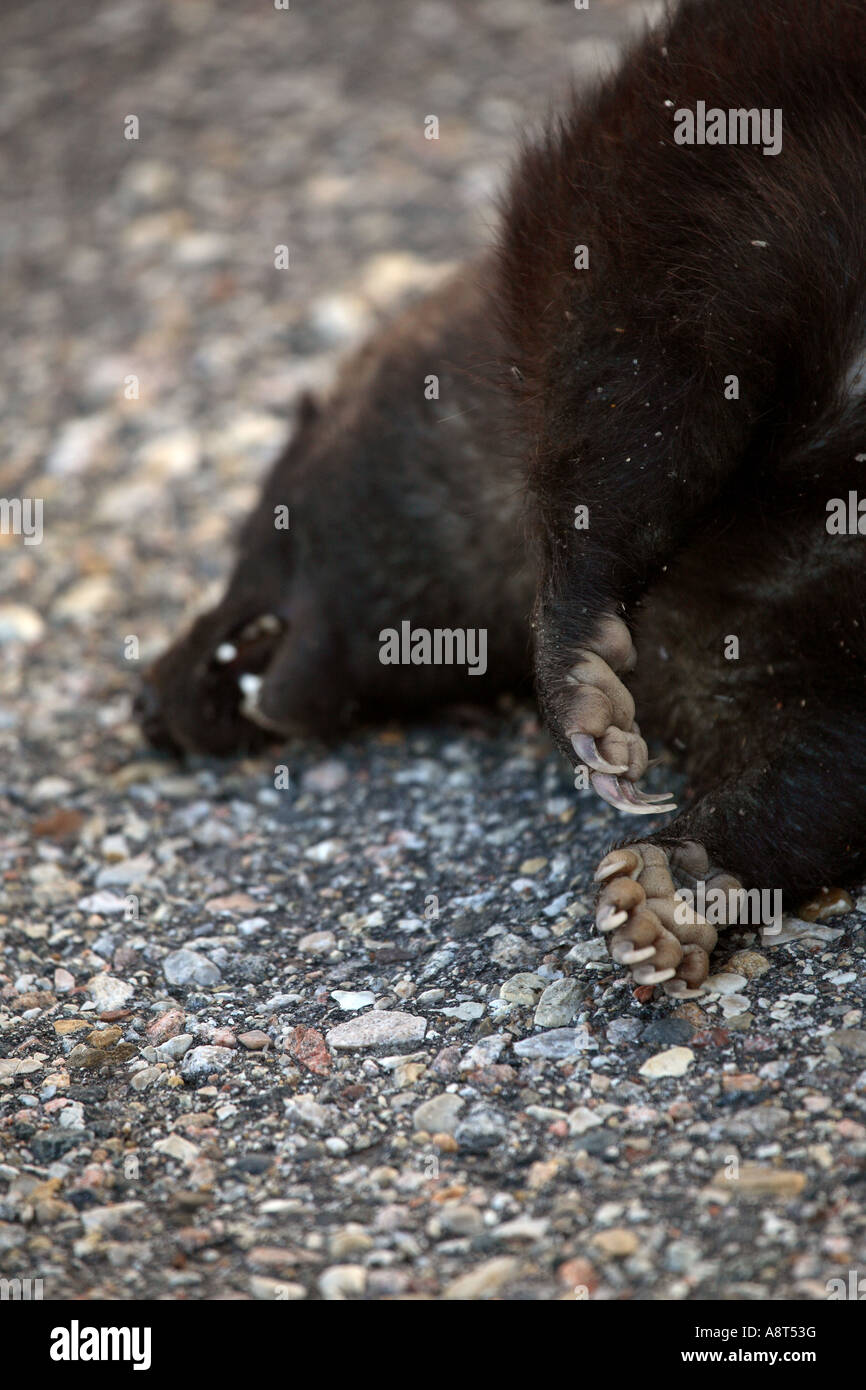 Road kill on a Saskatchewan country road Stock Photo - Alamy