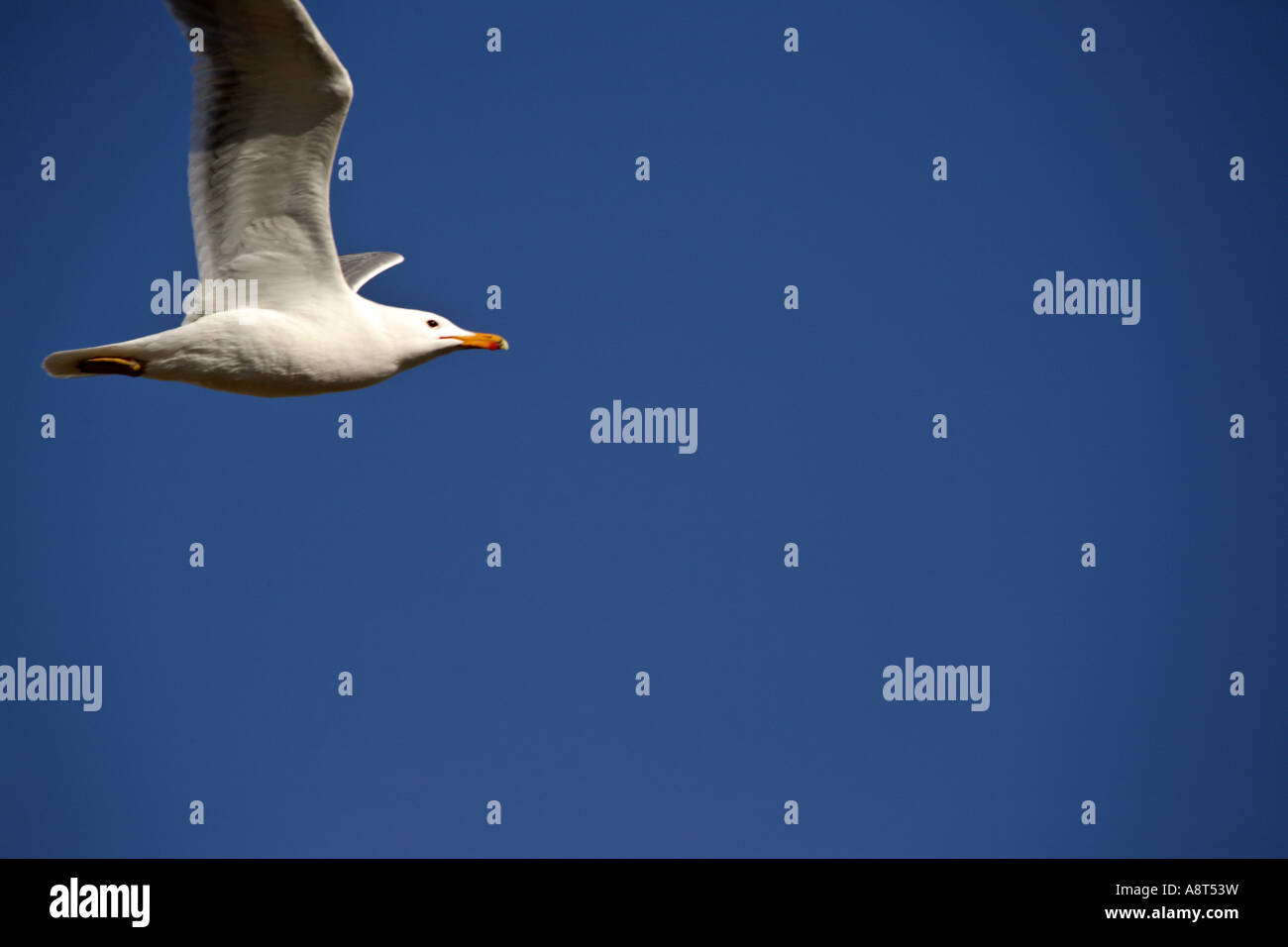 California Gull in flight Stock Photo - Alamy