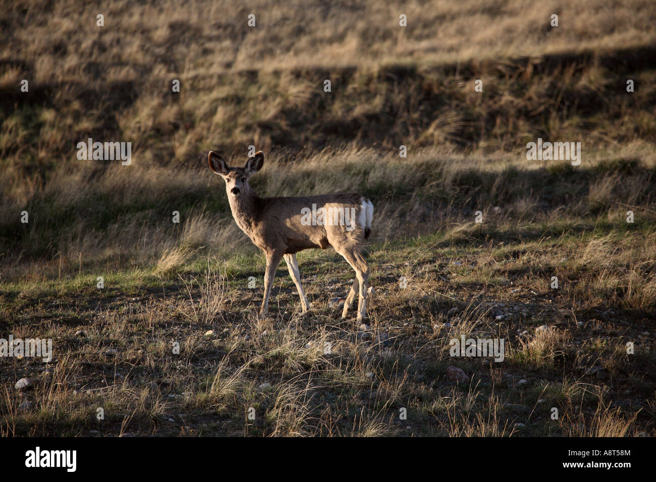Mule Deer in spring Stock Photo - Alamy