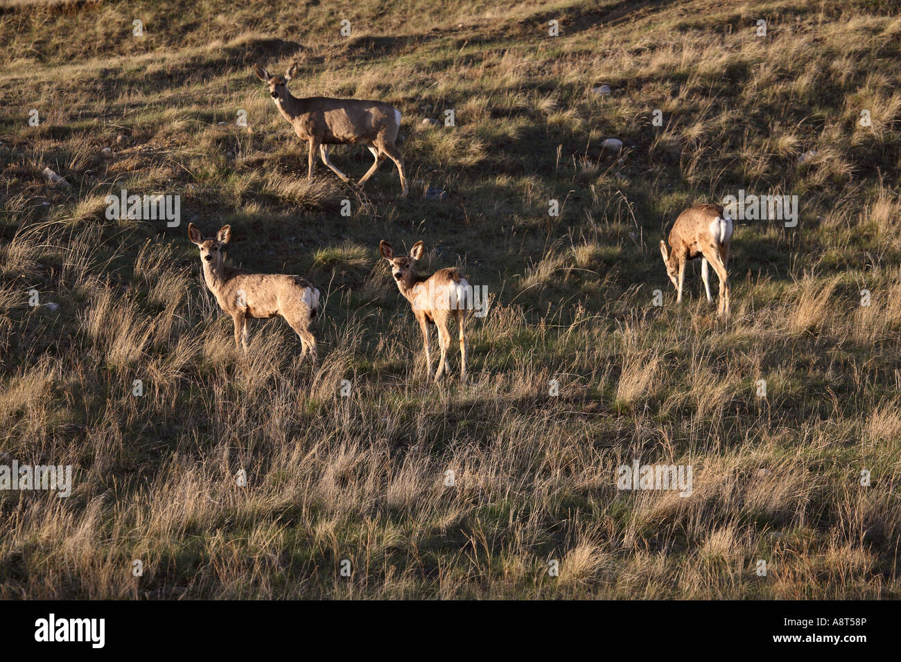 Mule Deer herd in spring Stock Photo - Alamy