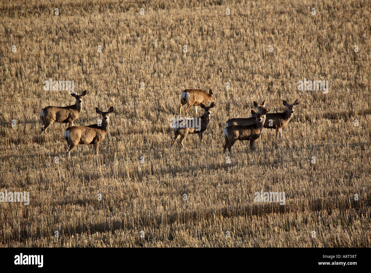 Mule Deer herd in spring Stock Photo - Alamy