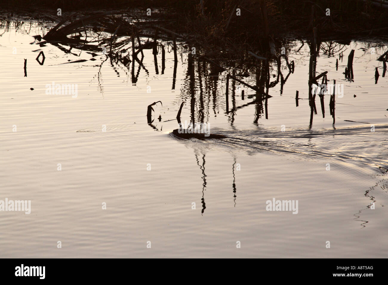 Muskrat habitat photo hi-res stock photography and images - Alamy