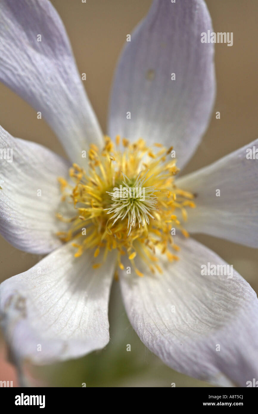 Close up of a Prairie Crocus Stock Photo - Alamy