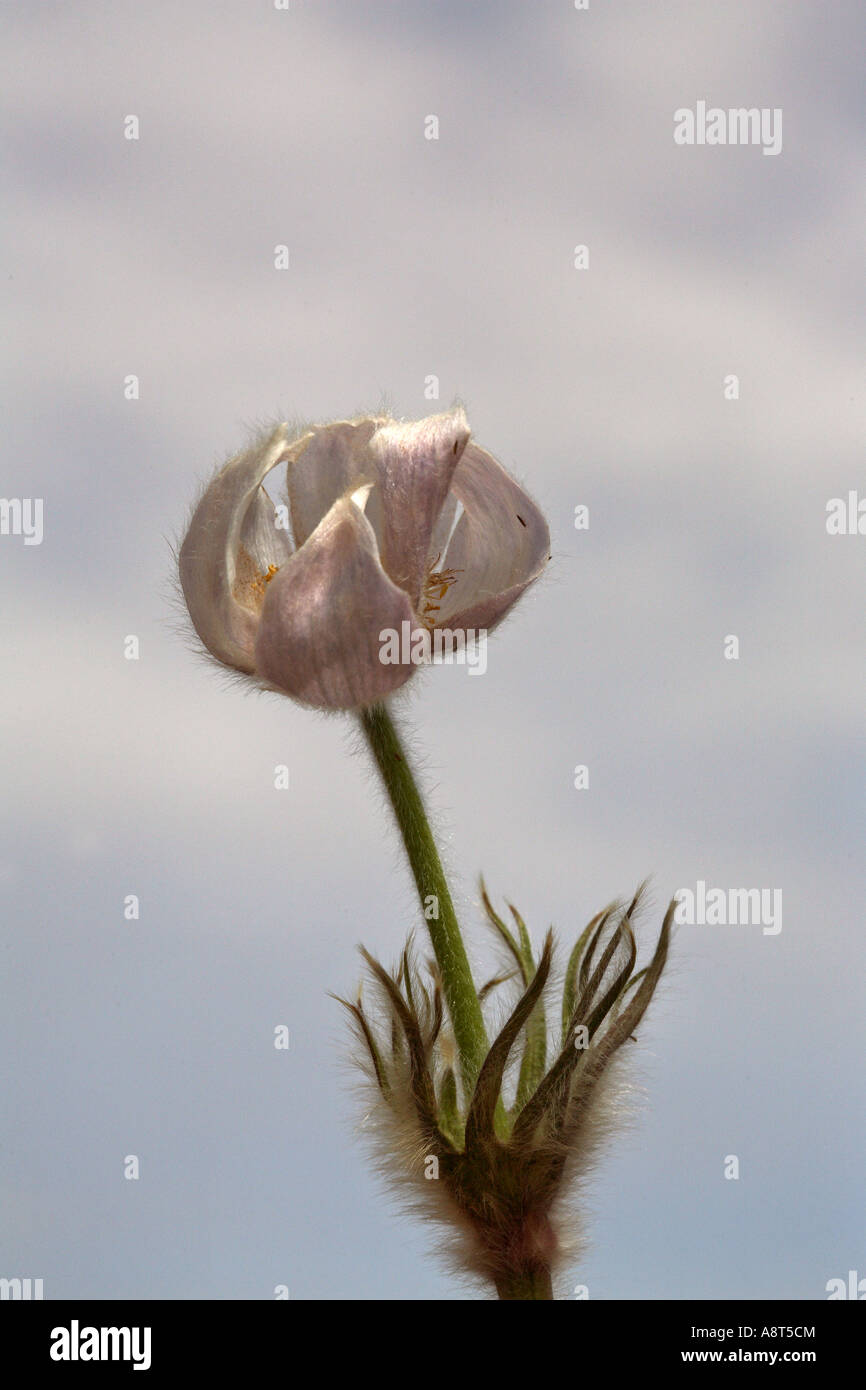 Prairie Crocus in scenic Saskatchewan Stock Photo - Alamy