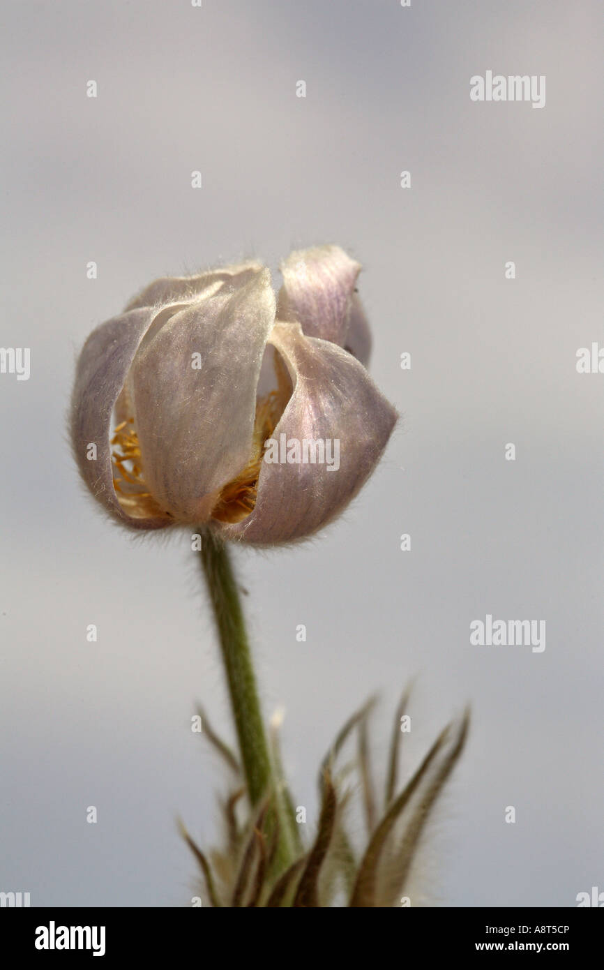 Prairie crocus canada spring hi-res stock photography and images - Alamy