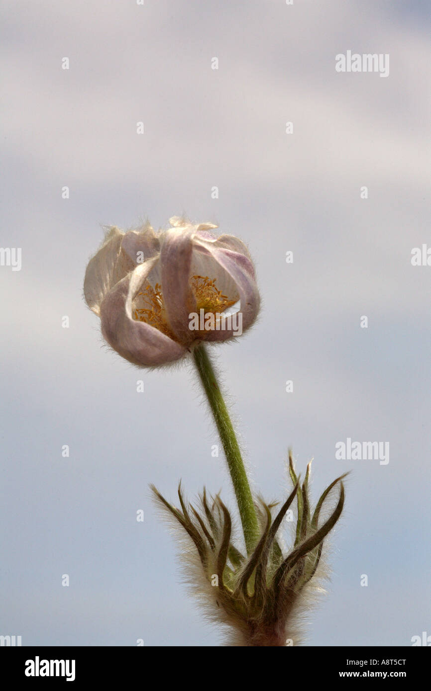 Prairie crocus canada spring hi-res stock photography and images - Alamy