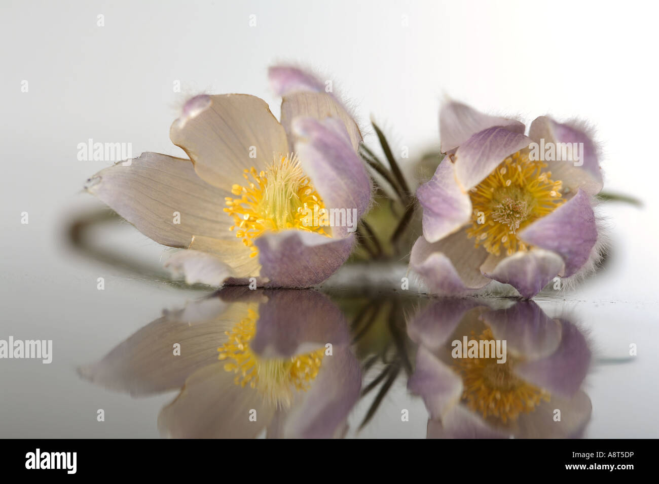 Prairie Crocus reflected on glass Stock Photo - Alamy