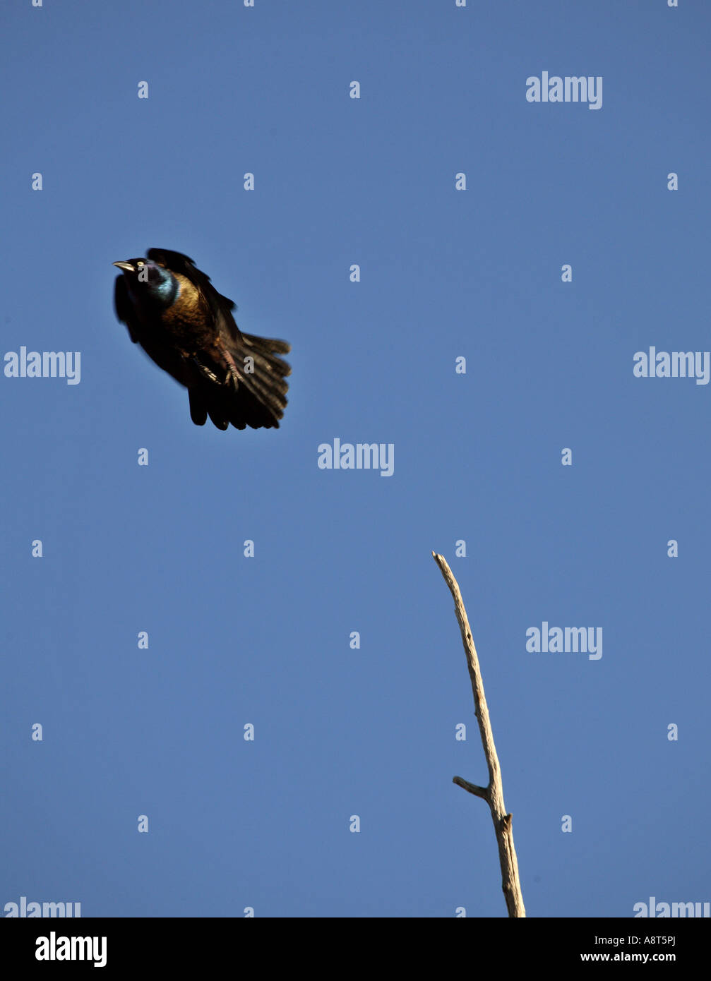 Common grackle habitat hi-res stock photography and images - Alamy