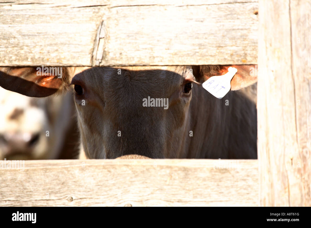 Peaking through fence hi-res stock photography and images - Alamy