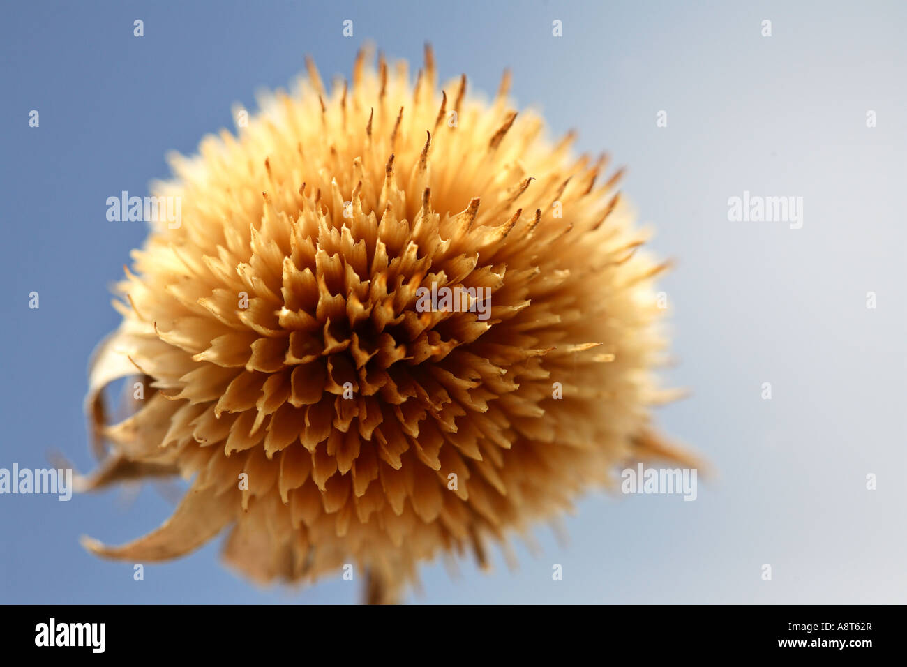 Dead bull thistle in scenic Saskatchewan Stock Photo - Alamy