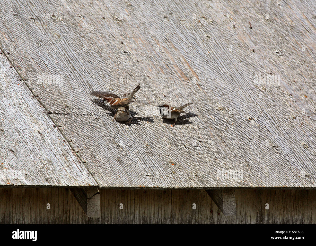 House sparrow mating hi-res stock photography and images - Alamy