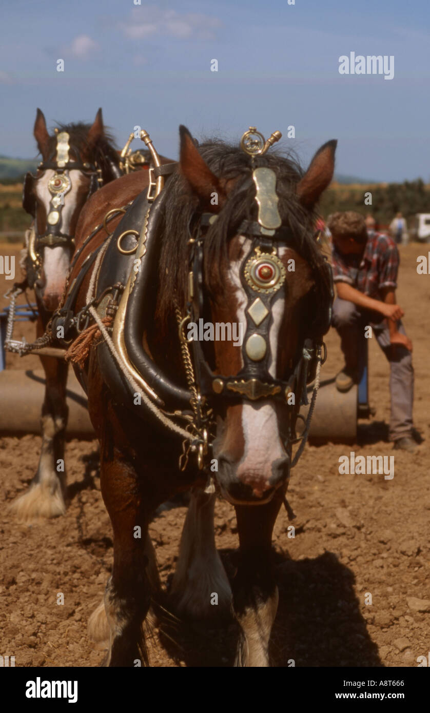 Farmer shire horse plough hi-res stock photography and images - Alamy