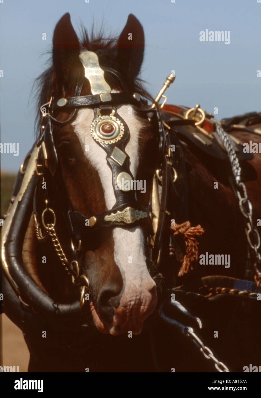 Shire horse portrait hi-res stock photography and images - Alamy