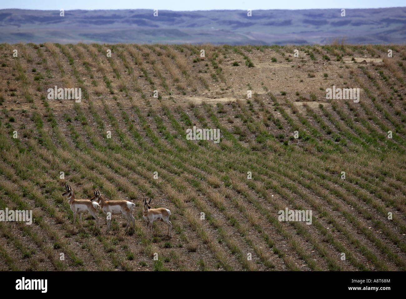 Pronghorn Antelope in spring in Saskatchewan Stock Photo - Alamy