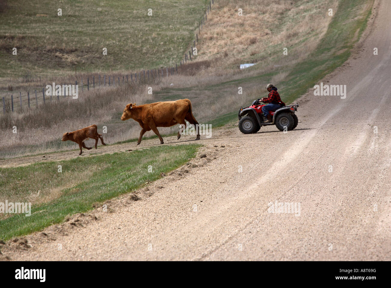 Cattle being herded by all terrain vehicle in Saskatchewan Stock Photo ...